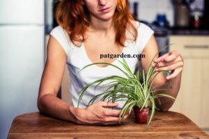 Why Is My Spider Plant Dying? (Causes & Solutions) - Pat Garden