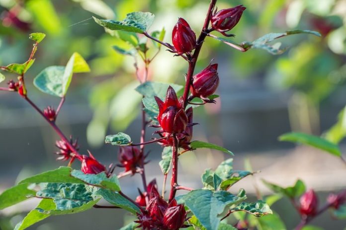 Hibiscus vs Roselle: How to Tell the Differences - Pat Garden