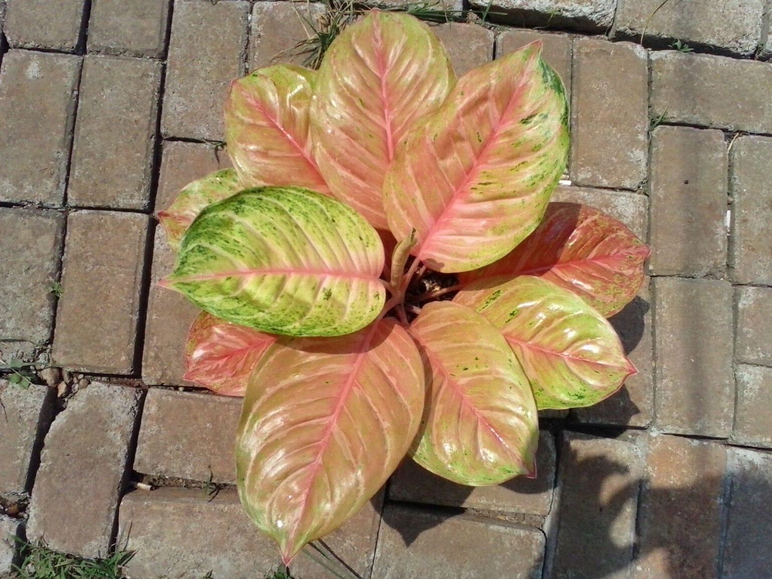 20 Stunning Aglaonema Varieties (with Pictures) - Pat Garden