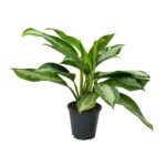 20 Stunning Aglaonema Varieties (with Pictures) - Pat Garden