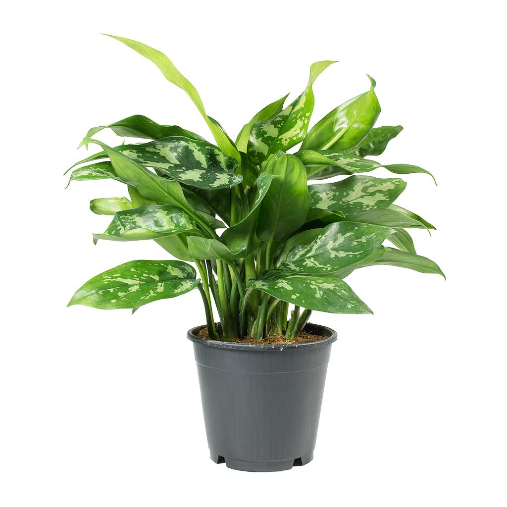 20 Stunning Aglaonema Varieties (with Pictures) - Pat Garden
