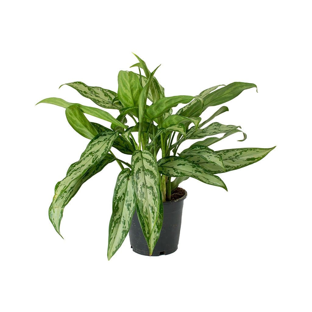 20 Stunning Aglaonema Varieties (with Pictures) - Pat Garden
