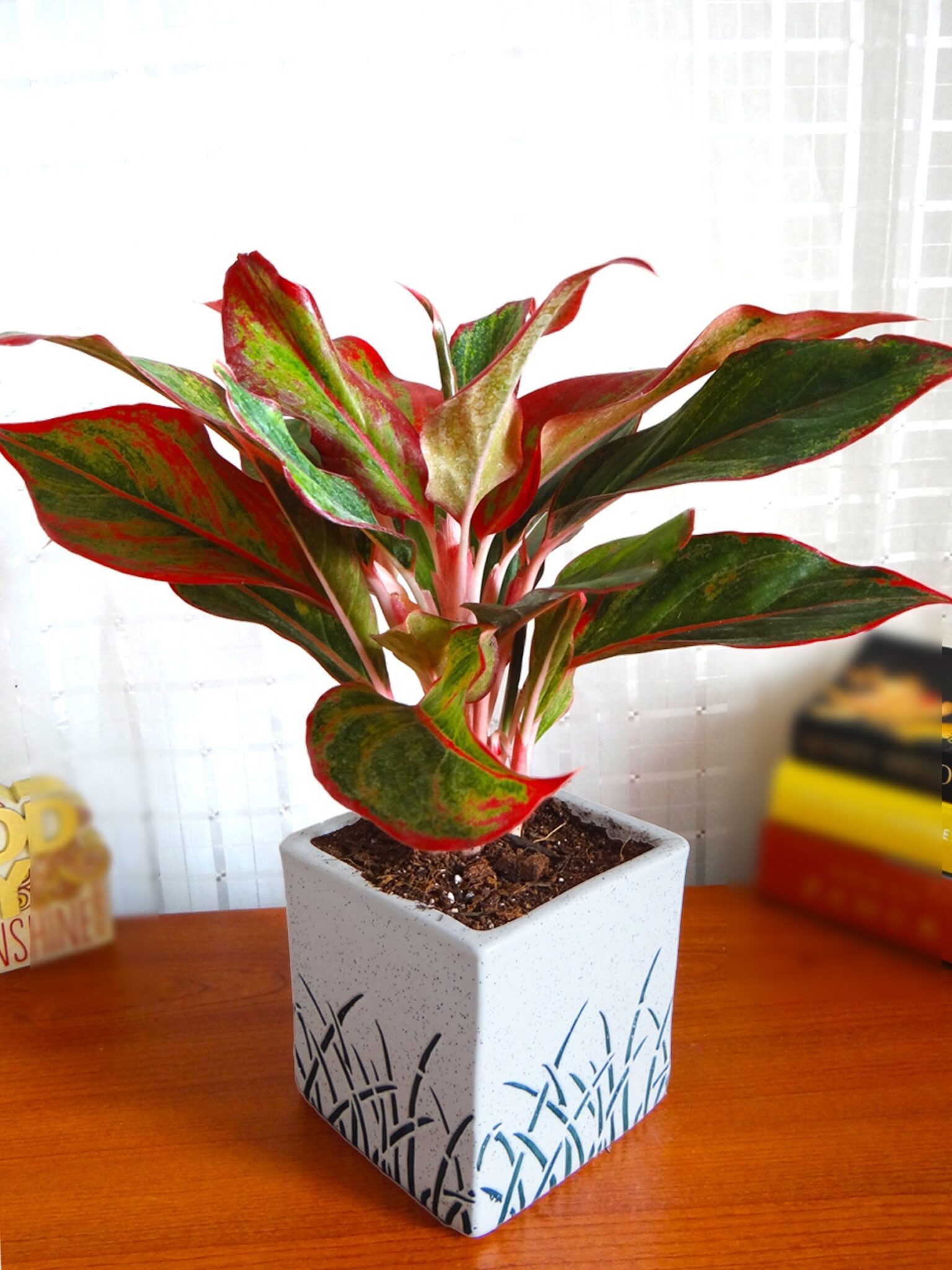 20 Stunning Aglaonema Varieties (with Pictures) - Pat Garden