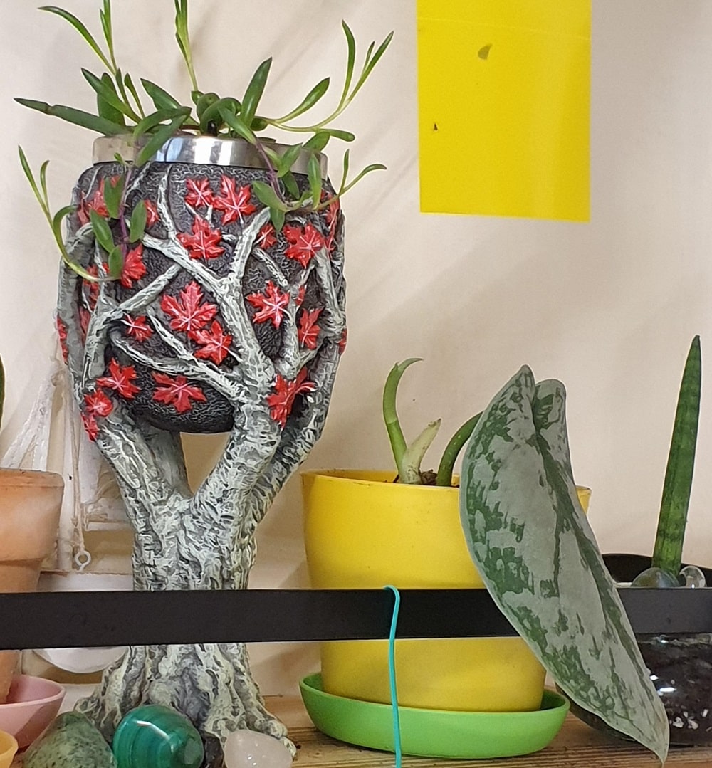 How to Make Homemade Fertilizers for Indoor Plants - Pat Garden