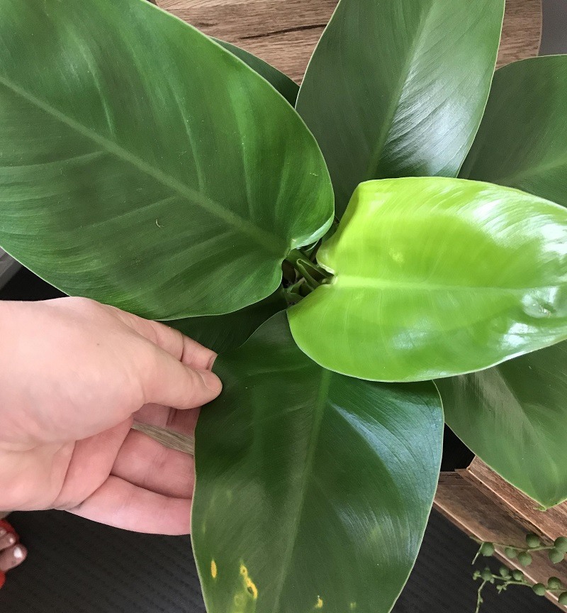 25 Philodendron Varieties List with Pictures and Names - Pat Garden