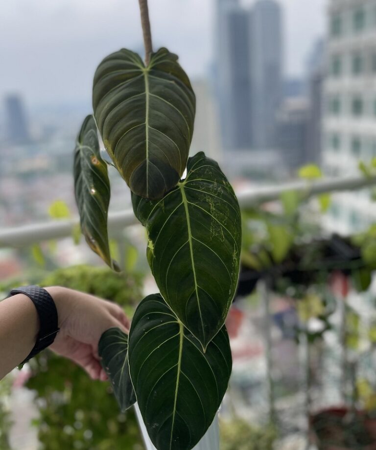 25 Philodendron Varieties List with Pictures and Names - Pat Garden