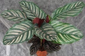 15 Best Calathea Varieties with Pictures and Names - Pat Garden