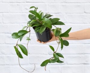 20 Beautiful Hoya Varieties with Names and Pictures - Pat Garden