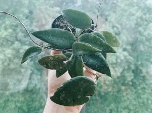 20 Beautiful Hoya Varieties with Names and Pictures - Pat Garden