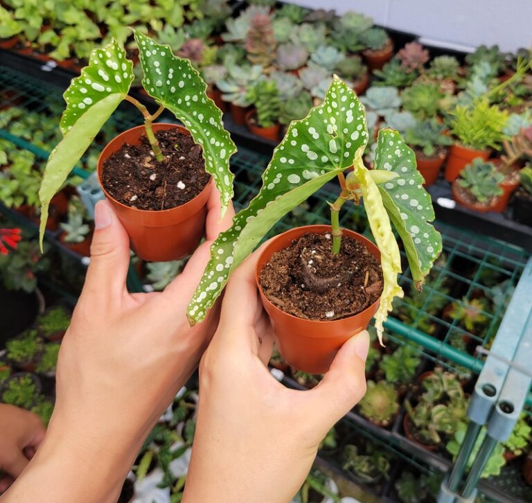 Begonia Maculata Care: How to Care for Polka Dot Plant - Pat Garden