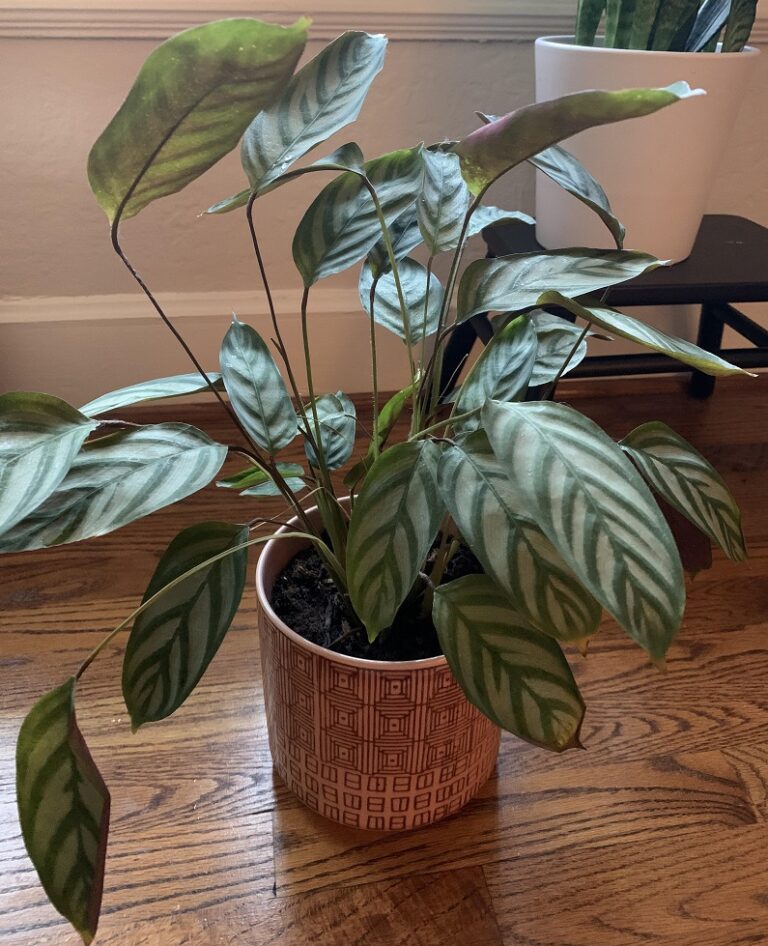 Never Never Plant Care How To Care For Ctenanthe Plant Pat Garden