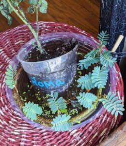 Sensitive Plant Care: How to Care for Sensitive Plant - Pat Garden