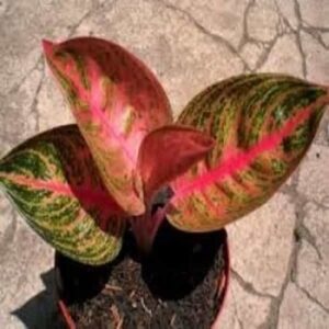 Red Aglaonema: Chinese Evergreen Plants with Red or Pink Leaves - Pat ...