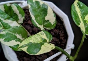 17 Pothos Varieties with Names and Pictures - Pat Garden