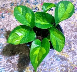 17 Pothos Varieties with Names and Pictures - Pat Garden