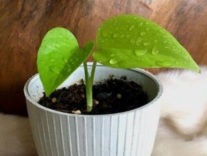 17 Pothos Varieties with Names and Pictures - Pat Garden