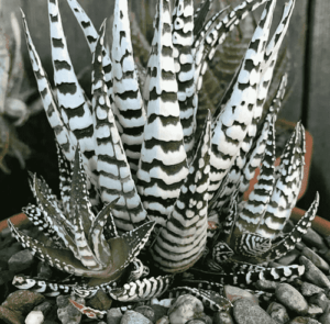 21 Types of Zebra Plants with Pictures - Pat Garden