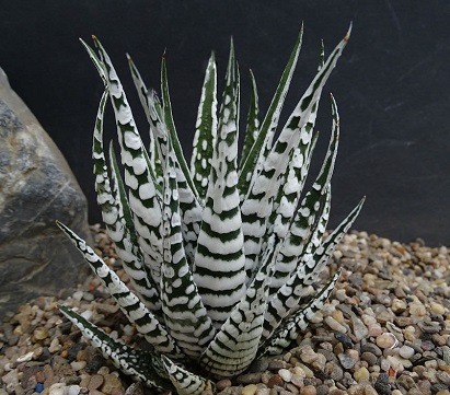 21 Types of Zebra Plants with Pictures - Pat Garden