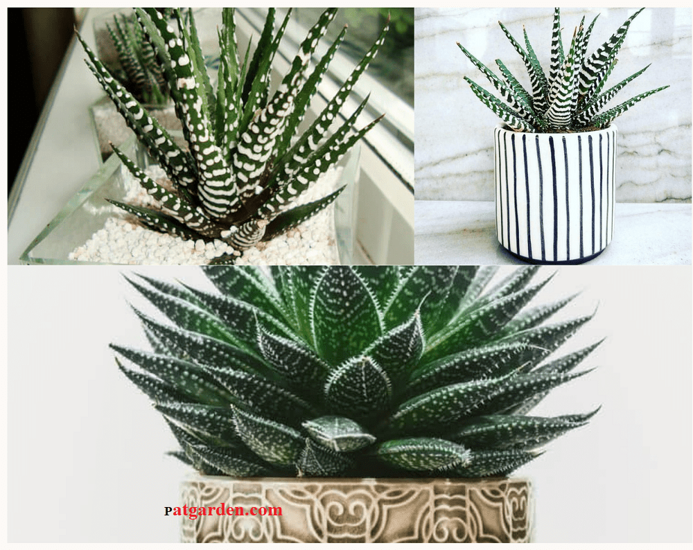 21 Types of Zebra Plants with Pictures - Pat Garden