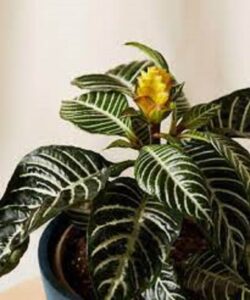 21 Types of Zebra Plants with Pictures - Pat Garden