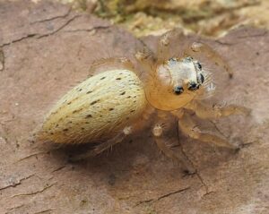 13 Types of White Spiders (With Pictures & Names) - Pat Garden