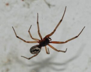 20 Types of Venomous Spiders (With Pictures & Names) - Pat Garden