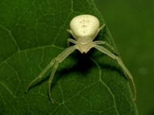 13 Types of White Spiders (With Pictures & Names) - Pat Garden