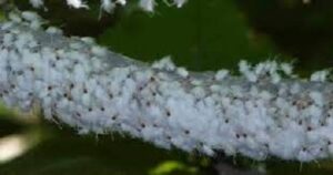 9 Types of White Bugs with Pictures and Names - Pat Garden