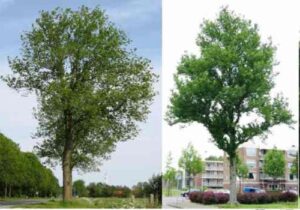 18 Types of Elm Trees with Their Bark and Leaves - Pat Garden