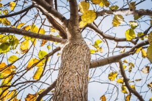 18 Types of Elm Trees with Their Bark and Leaves - Pat Garden