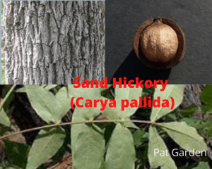 12 Types of Hickory Trees: Leaves, Bark, and Nuts - Pat Garden
