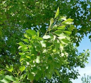 12 Types of Trees with Helicopter Seeds (Samara Fruit) - Pat Garden