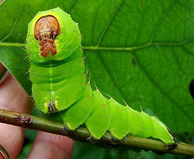 Green Caterpillar Identification Guide: 18 Common Types, 60% OFF