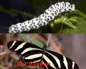 15 Types of Butterfly Caterpillars with Pictures - Pat Garden