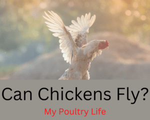 Can Chickens Fly? (All You Need to Know) - Pat Garden
